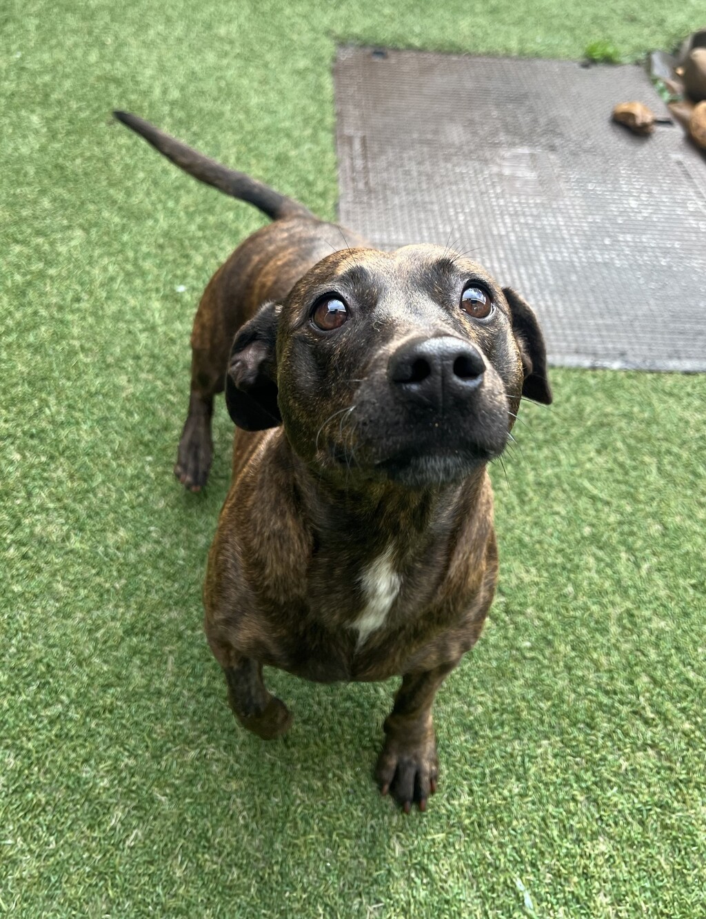 Maxine - Small Female Dachshund x Staffordshire Bull Terrier Mix Dog in ...