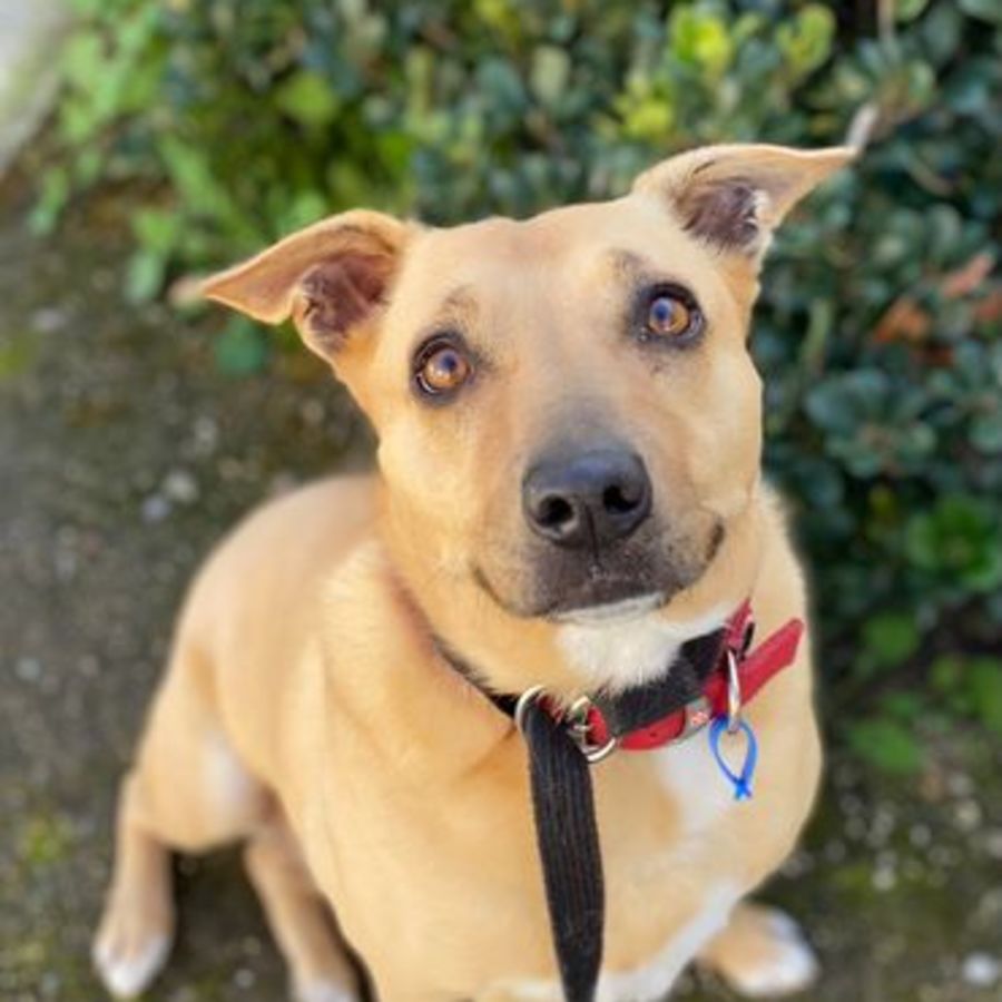 Zoe - Medium Female Staffordshire Bull Terrier Dog in NSW - PetRescue