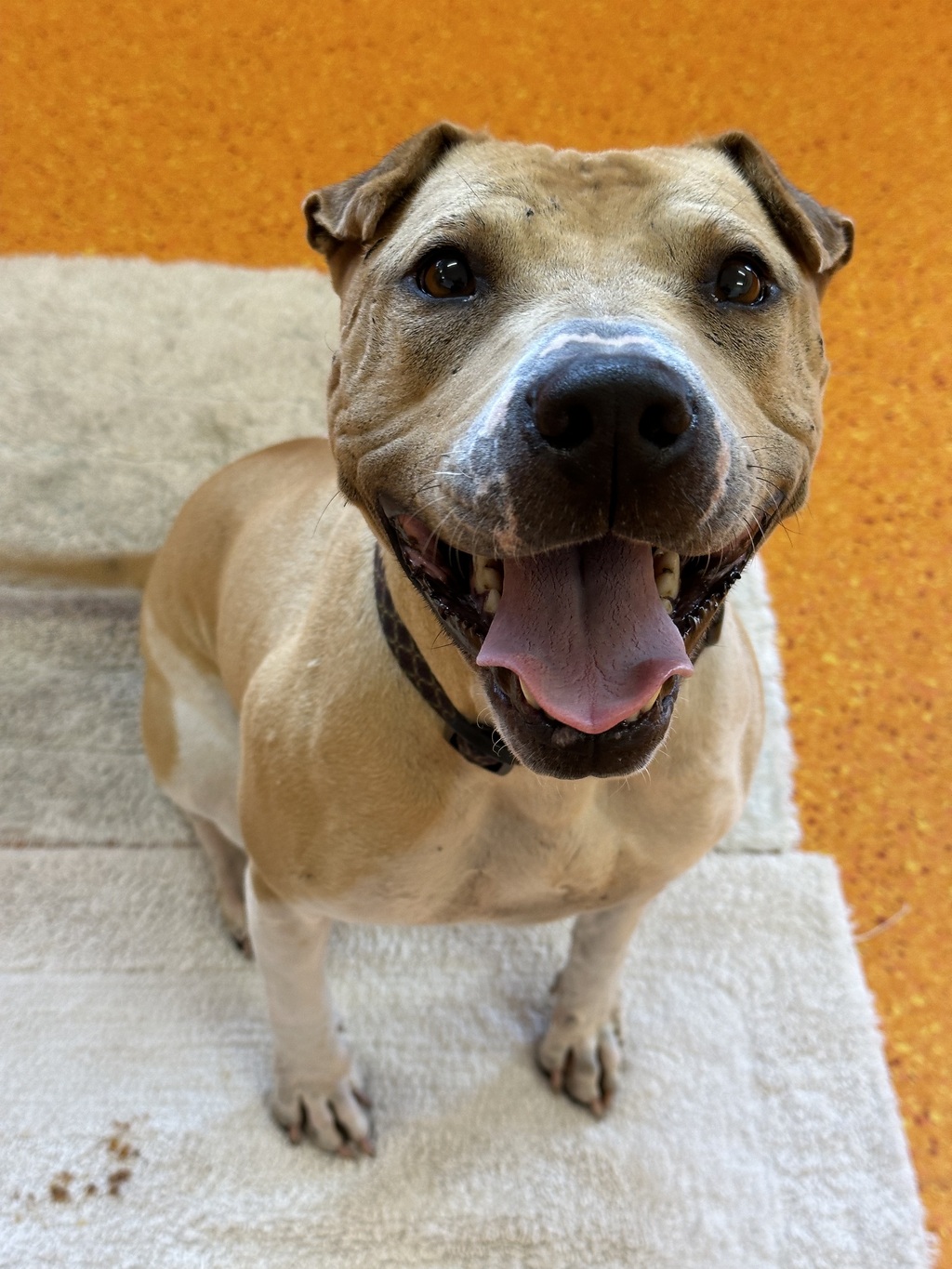 Rosie - Medium Female Shar Pei x American Staffordshire Bull Terrier ...