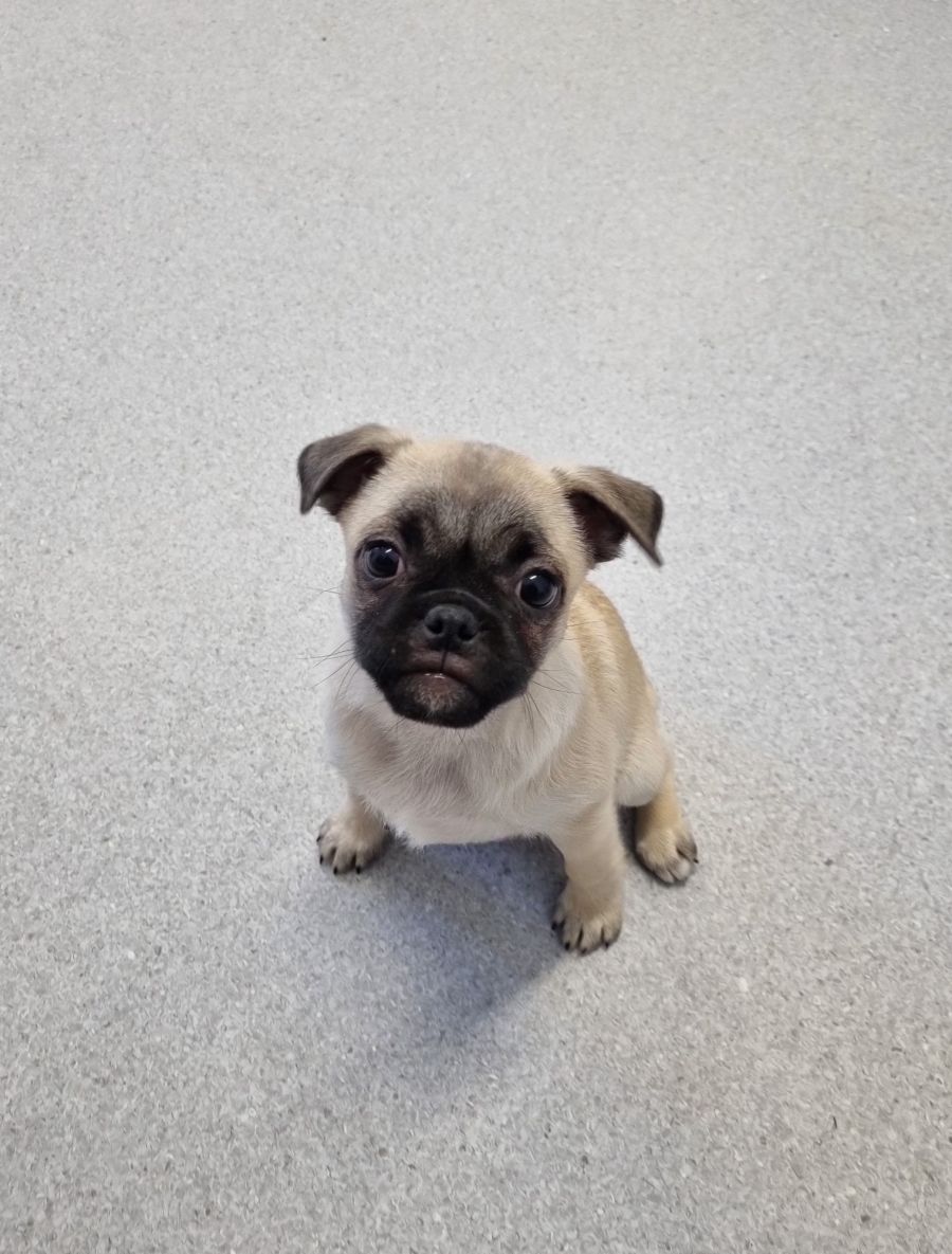 Bonnie - Small Female Pug x Jack Russell Terrier Dog in NSW - PetRescue