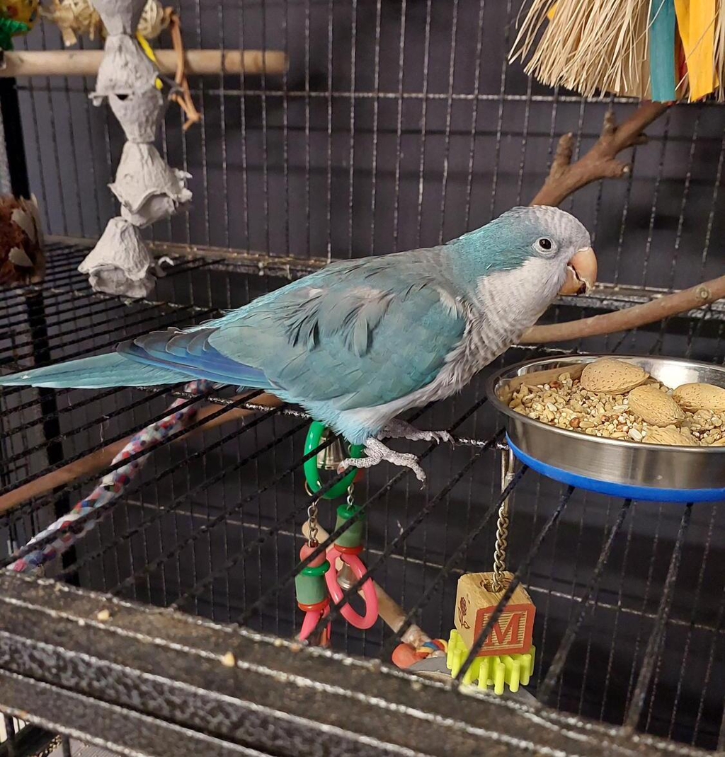 Pippa - Female Quaker Parrot Bird in VIC - PetRescue