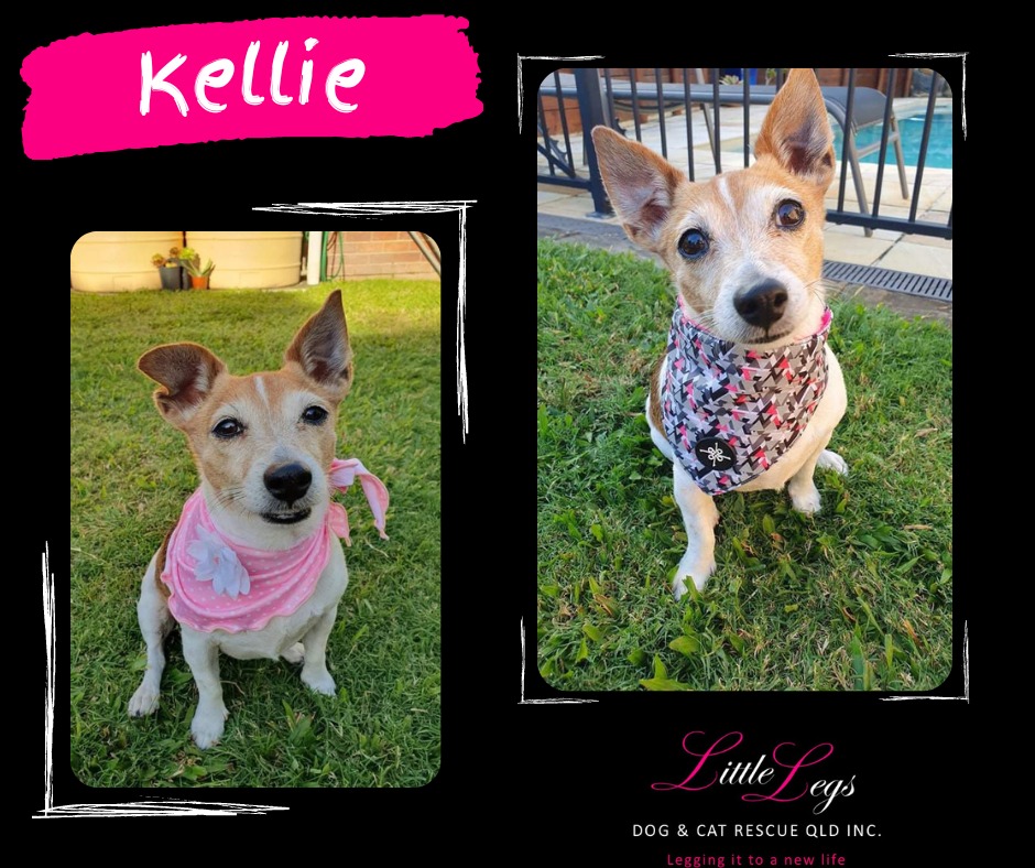Kellie - Small Female Jack Russell Terrier x Mixed Breed Mix Dog in QLD ...