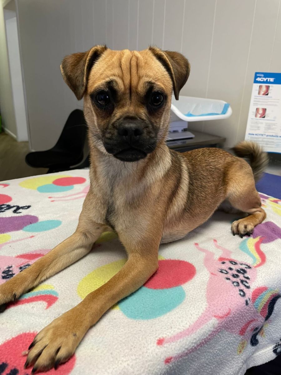 Dixie - Small Female Pug x Jack Russell Terrier Mix Dog in NSW - PetRescue