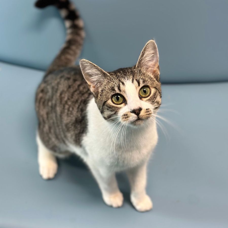 Mun Mun - Female Domestic Short Hair Cat in NSW - PetRescue