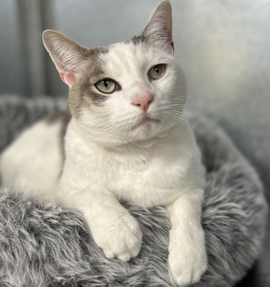 Manny - Male Manx Cat in VIC - PetRescue