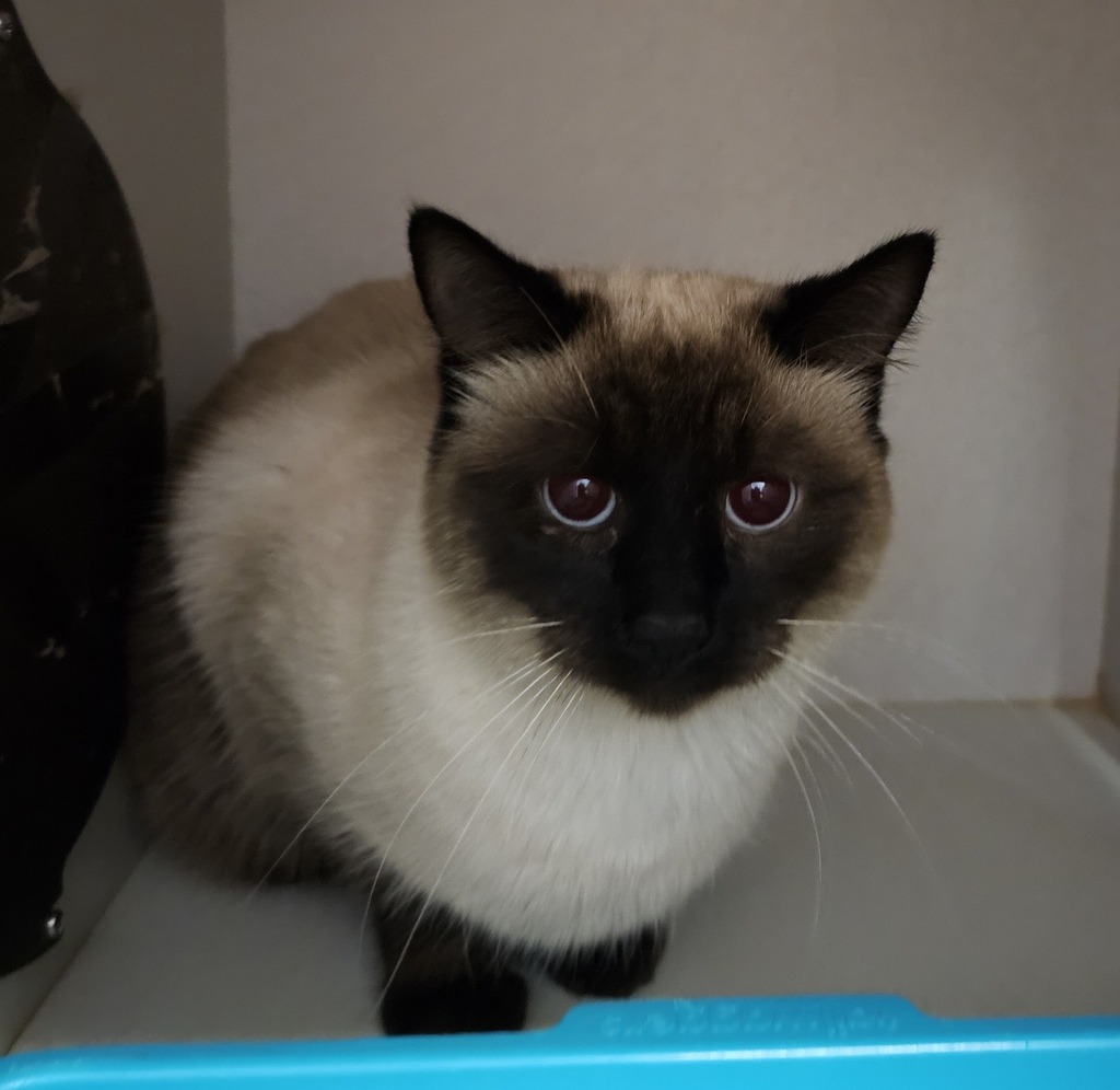 Cookie - Female Layanese Mix Cat in QLD - PetRescue