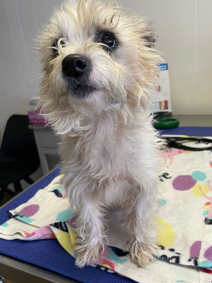 Penny - Small Female Silky Terrier Mix Dog in NSW - PetRescue
