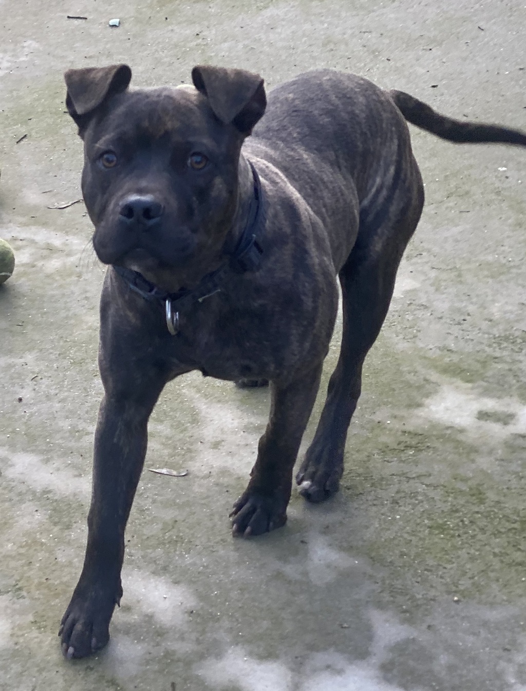 Scooby - Medium Male Staffy Mix Dog in VIC - PetRescue
