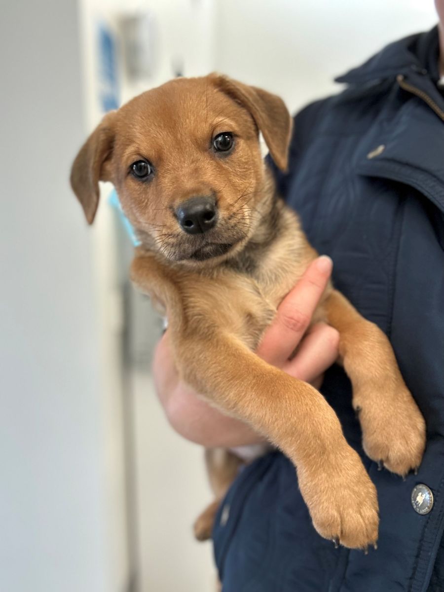 Obie - Medium Male Kelpie x Staffy Mix Dog in NSW - PetRescue
