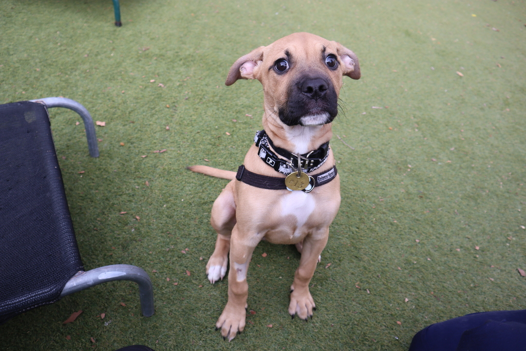 Polly - Small Female Staffy Mix Dog in VIC - PetRescue