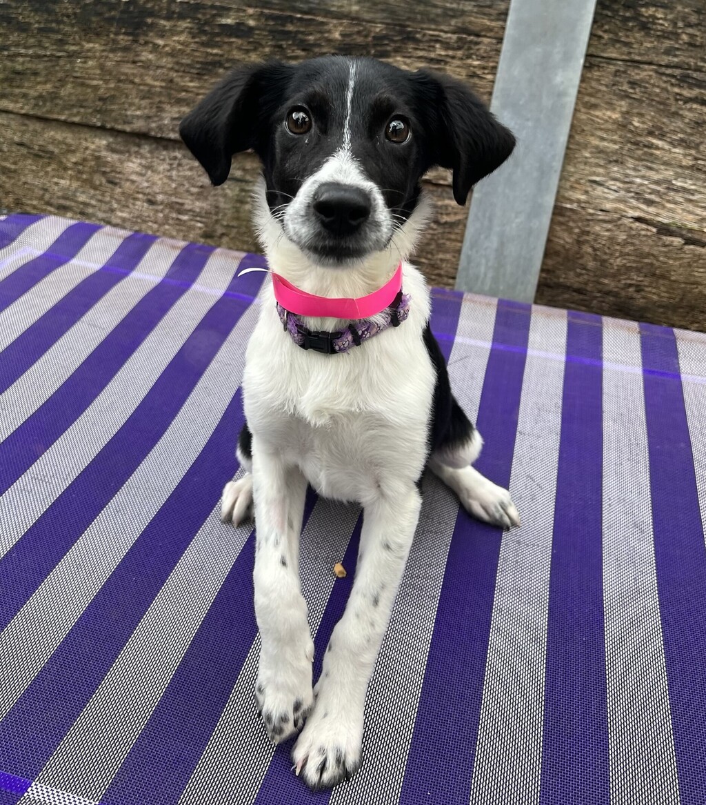 Miffy - Small Female Harrier x Pointer Mix Mix Dog in VIC - PetRescue
