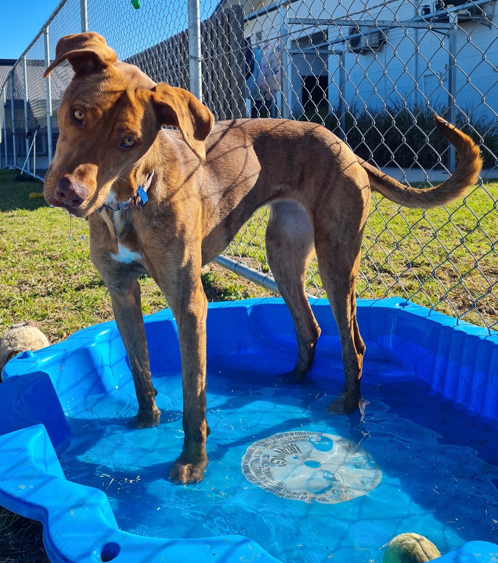 Luna - Medium Female Kelpie x Louisiana Catahoula Leopard Dog Mix Dog ...