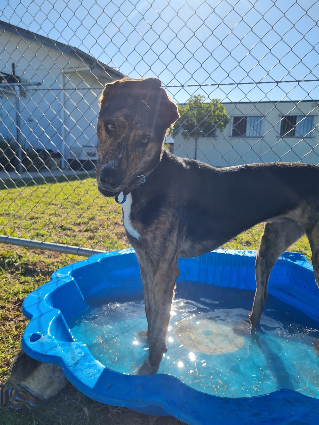 Lexi - Medium Female Kelpie x Louisiana Catahoula Leopard Dog Mix Dog ...