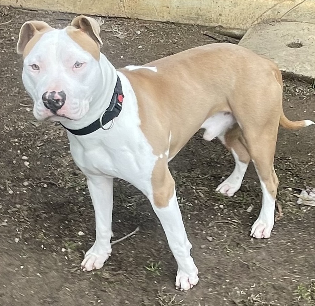 Bear - Large Male American Staffy Mix Dog in VIC - PetRescue