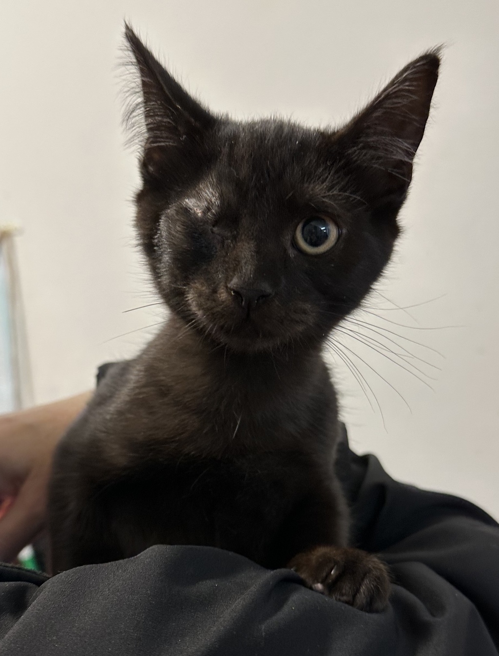 Joseph - Male Domestic Short Hair Mix Cat in QLD - PetRescue