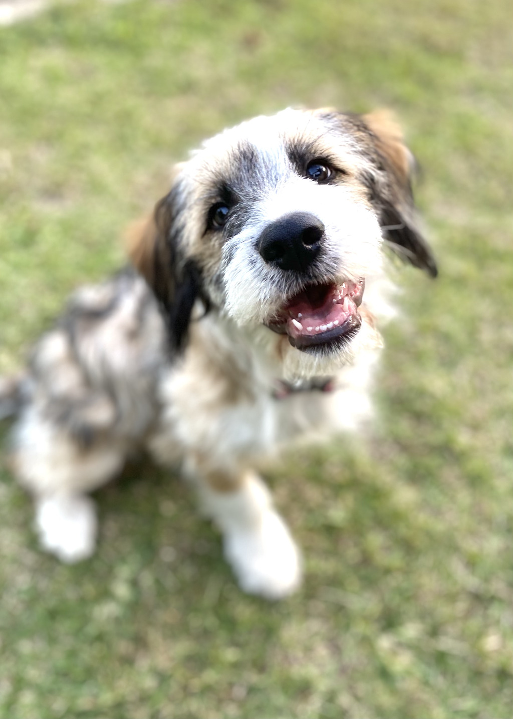 Duster - Medium Male Bearded Collie Mix Dog in QLD - PetRescue