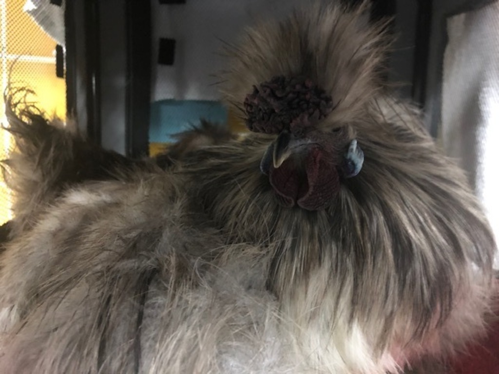 Fluffy - Male Bantam Rooster Chinese Silky Mix Fowl in QLD - PetRescue