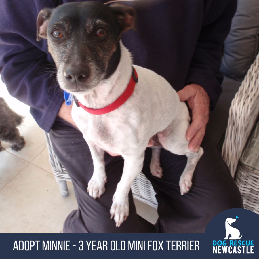 Minnie - 3 Year Old Mini Fox Terrier (Trial) - Small Female Miniature ...