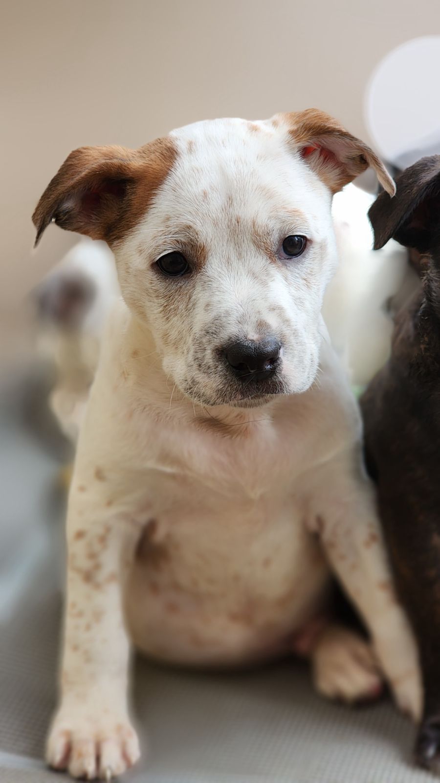 Stark - Medium Male Blue Heeler Mix Dog in VIC - PetRescue