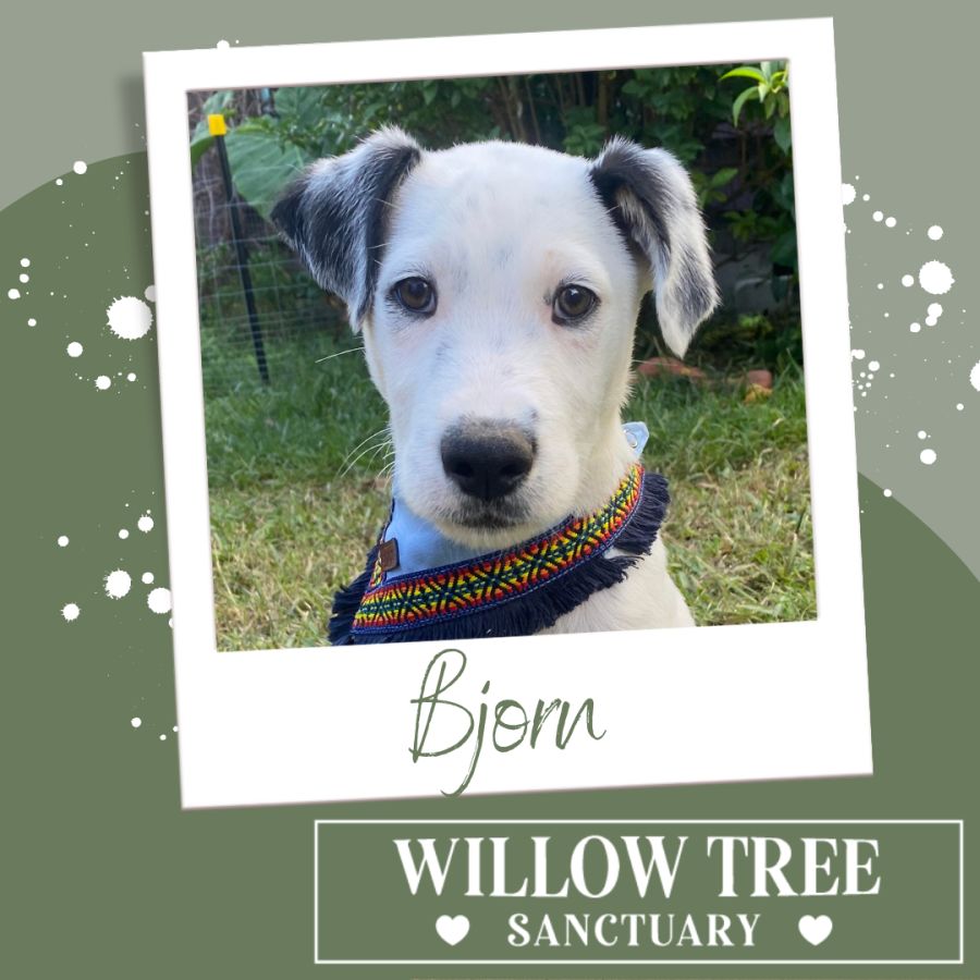 Bjorn - Medium Male Wirehaired Terrier Mix Dog in NSW - PetRescue