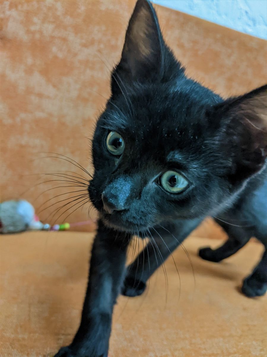 Anise - Female Domestic Short Hair Cat in NSW - PetRescue