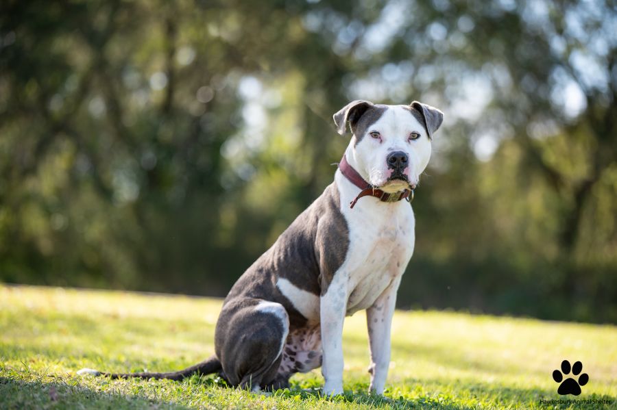 Zeus - Large Male Staffy Dog in NSW - PetRescue
