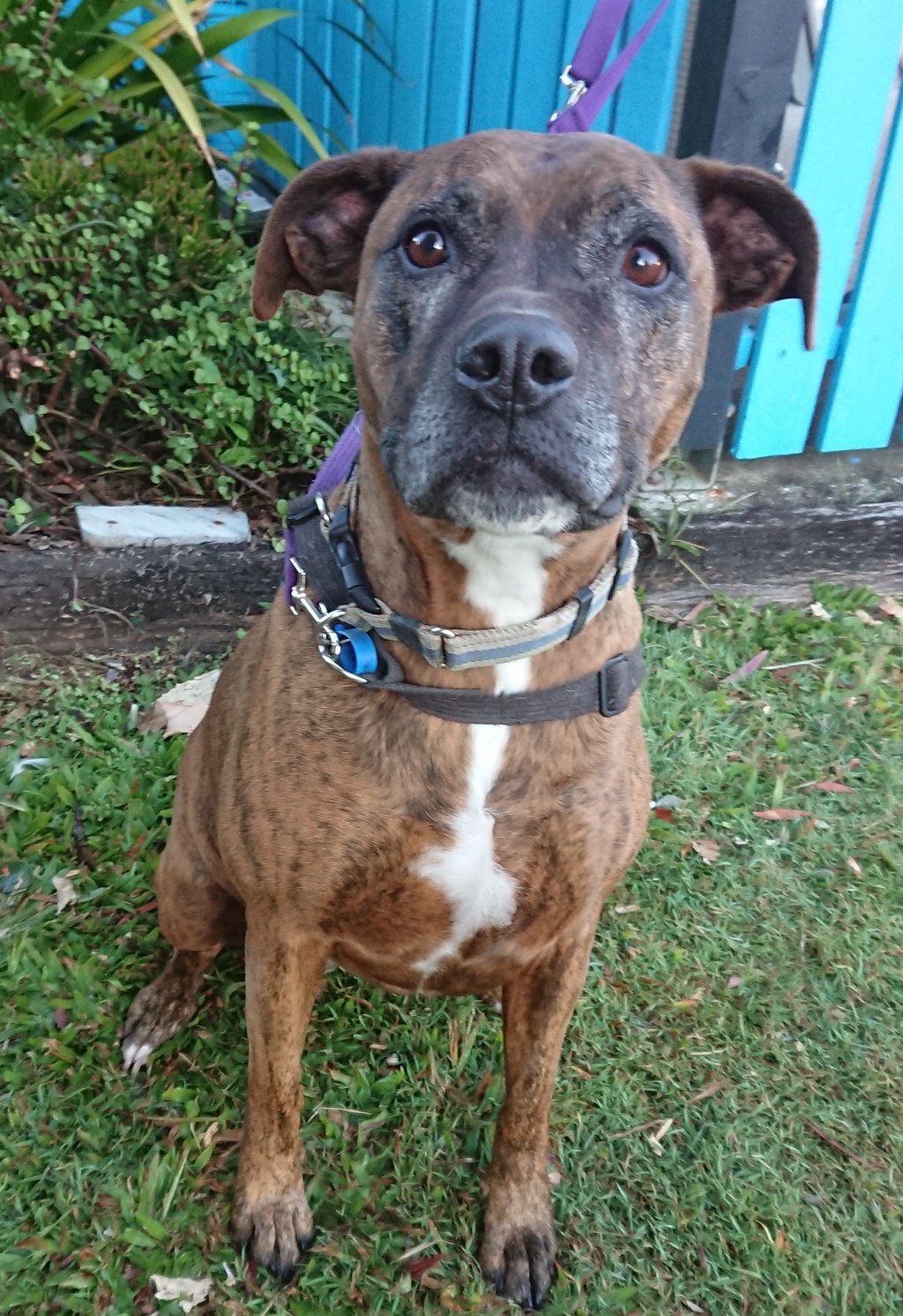 Abby - Large Female Boxer x English Staffordshire Bull Terrier Mix Dog ...