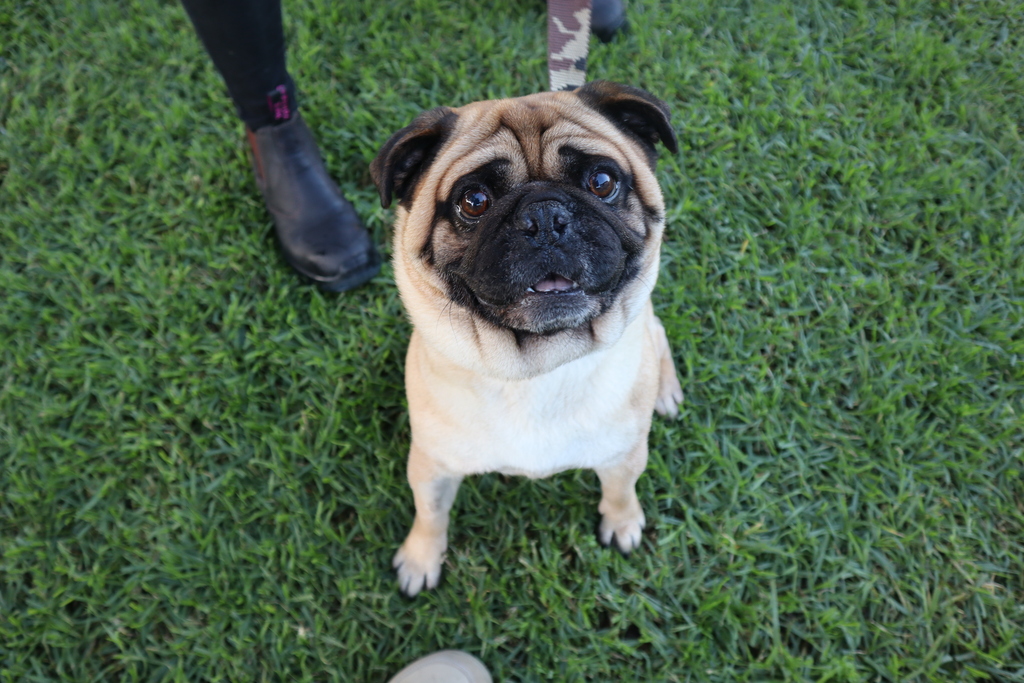 Tuna - Small Male Pug Mix Dog in VIC - PetRescue