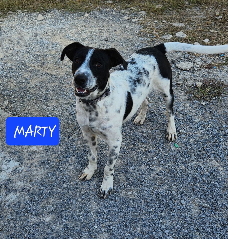 Marty - Medium Male Cattle Dog x Kelpie Mix Dog in QLD - PetRescue