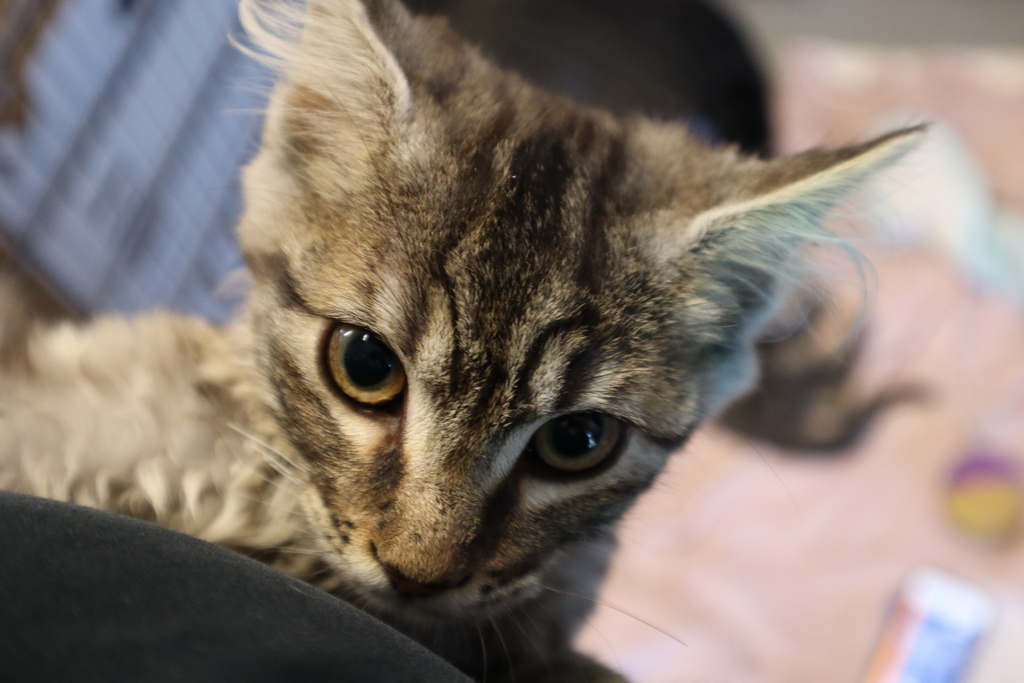 Bridget - Female Domestic Medium Hair Mix Cat in VIC - PetRescue