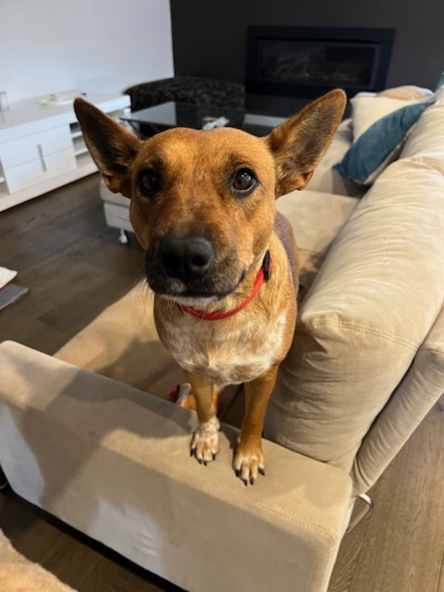 Dana - Medium Female Red Heeler Mix Dog in VIC - PetRescue