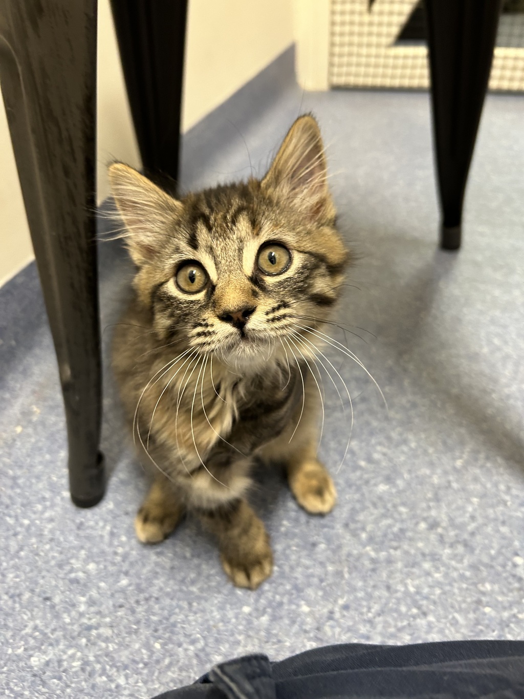 Yellow - Female Dmh Mix Cat in WA - PetRescue