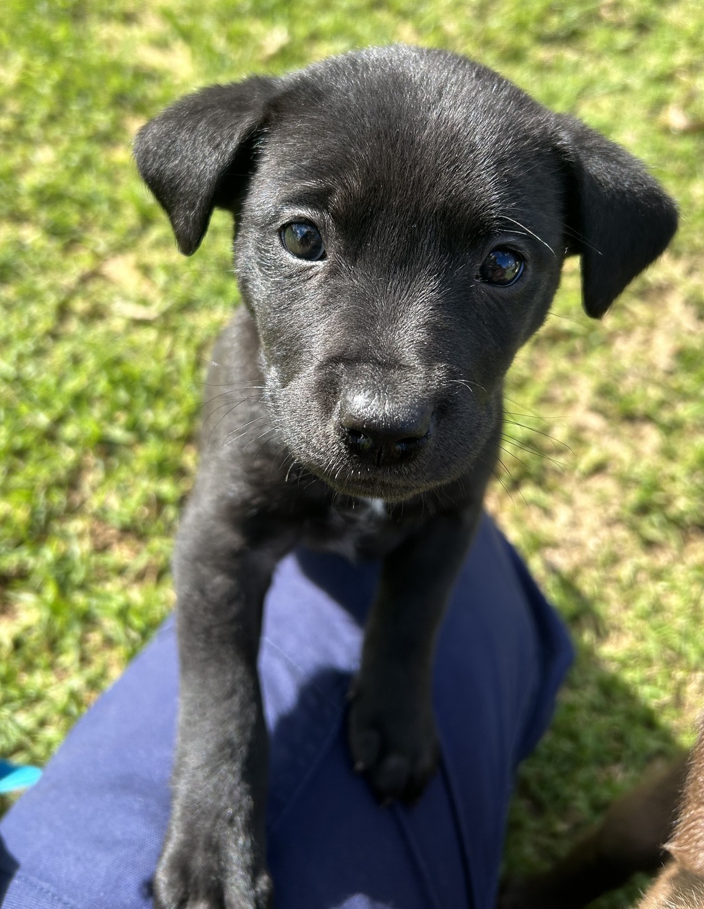 Koda - Medium Female Border Collie x American Staffy Mix Dog in WA ...