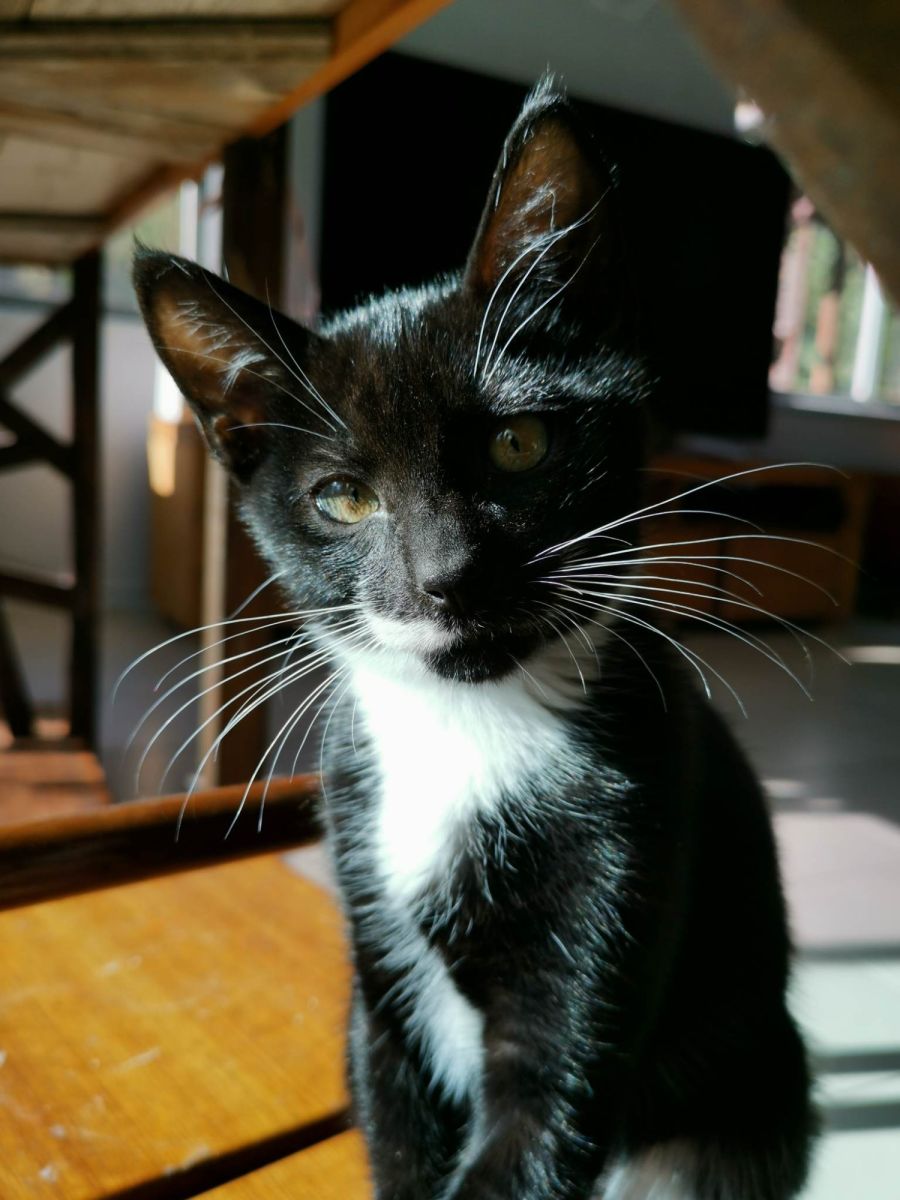 Jeeves - Male Domestic Short Hair Cat in QLD - PetRescue