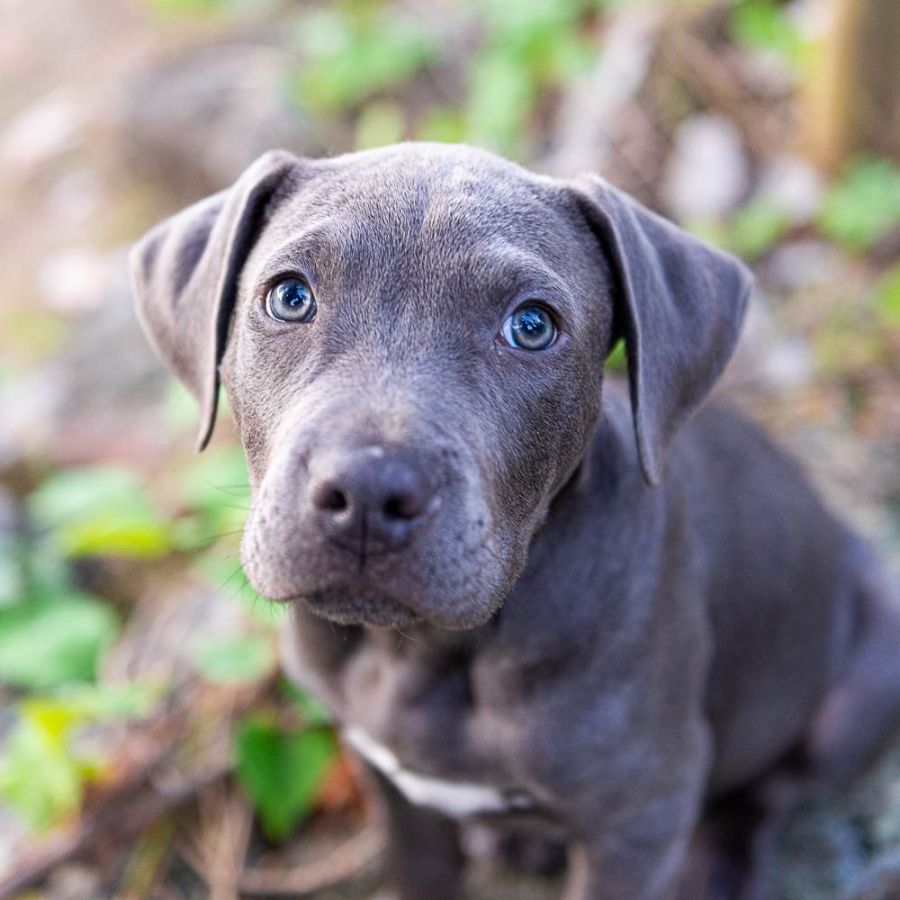 Nyko - Large Male Mixed Breed Dog in NSW - PetRescue