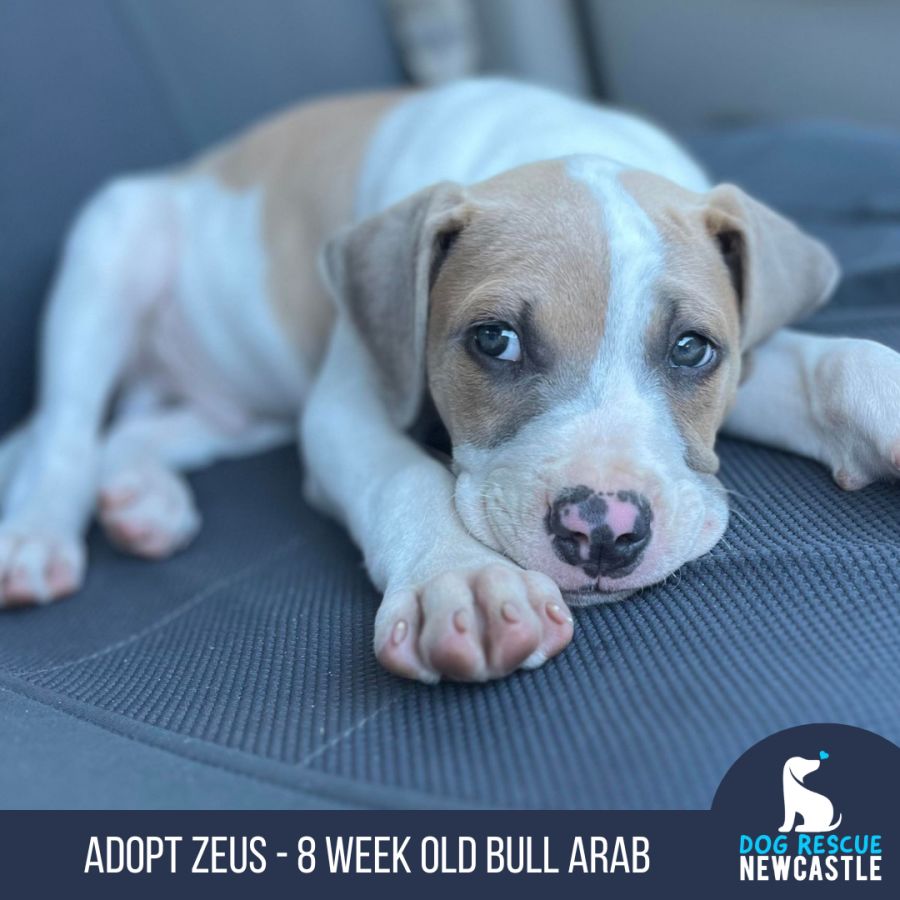 Zeus - 8 Week Old Bull Arab (Trial) - Large Male Bull Arab Dog in NSW ...