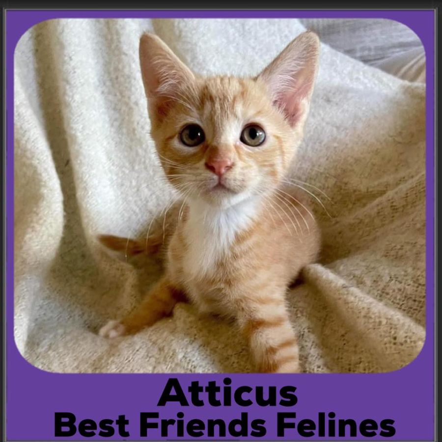 Atticus - Male Domestic Short Hair Cat in QLD - PetRescue