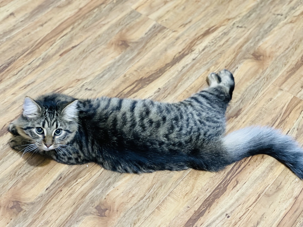 Snickers - Male Domestic Longhair Mix Cat in NSW - PetRescue