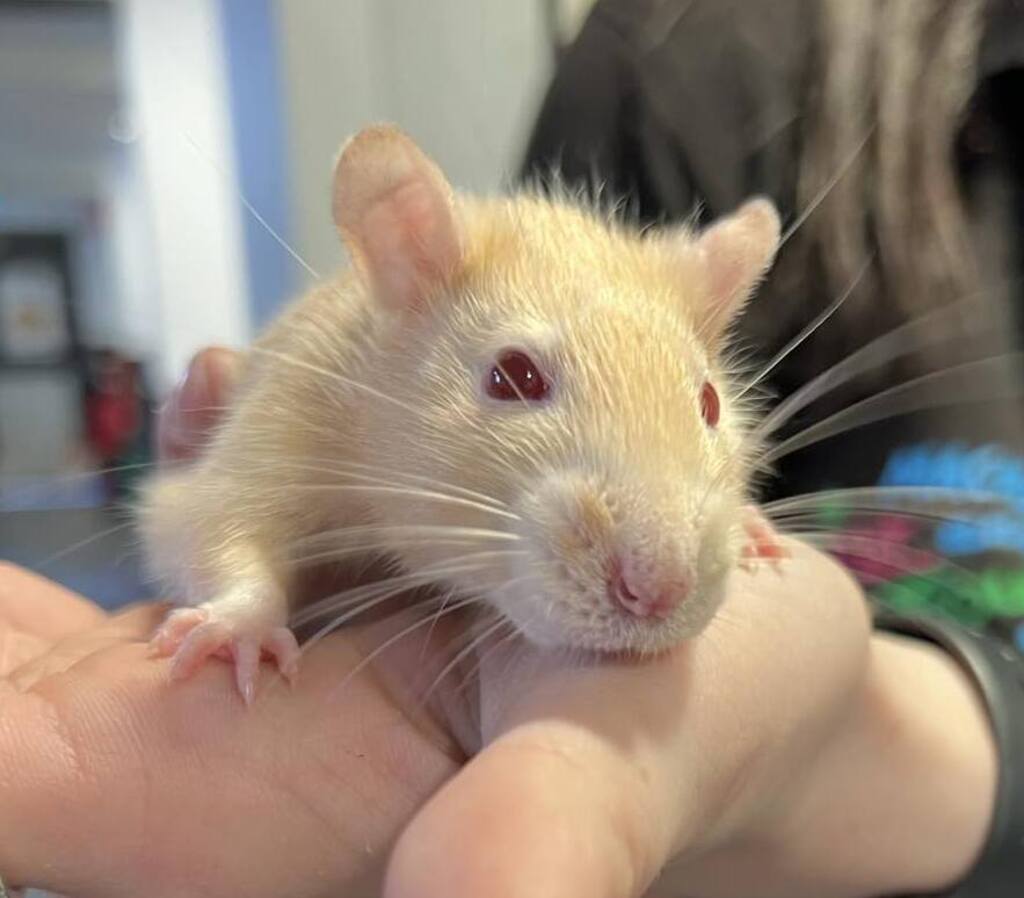 Lilly - Female Rat Mix Rodent in QLD - PetRescue