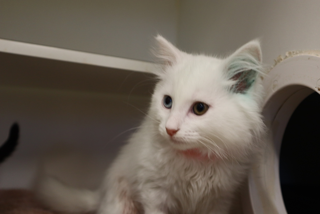 Poppet - Female Domestic Medium Hair Mix Cat in VIC - PetRescue