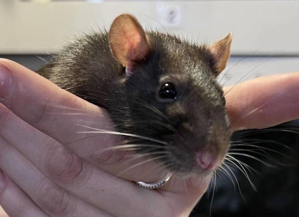 Rosie - Female Rat Mix Rodent in QLD - PetRescue