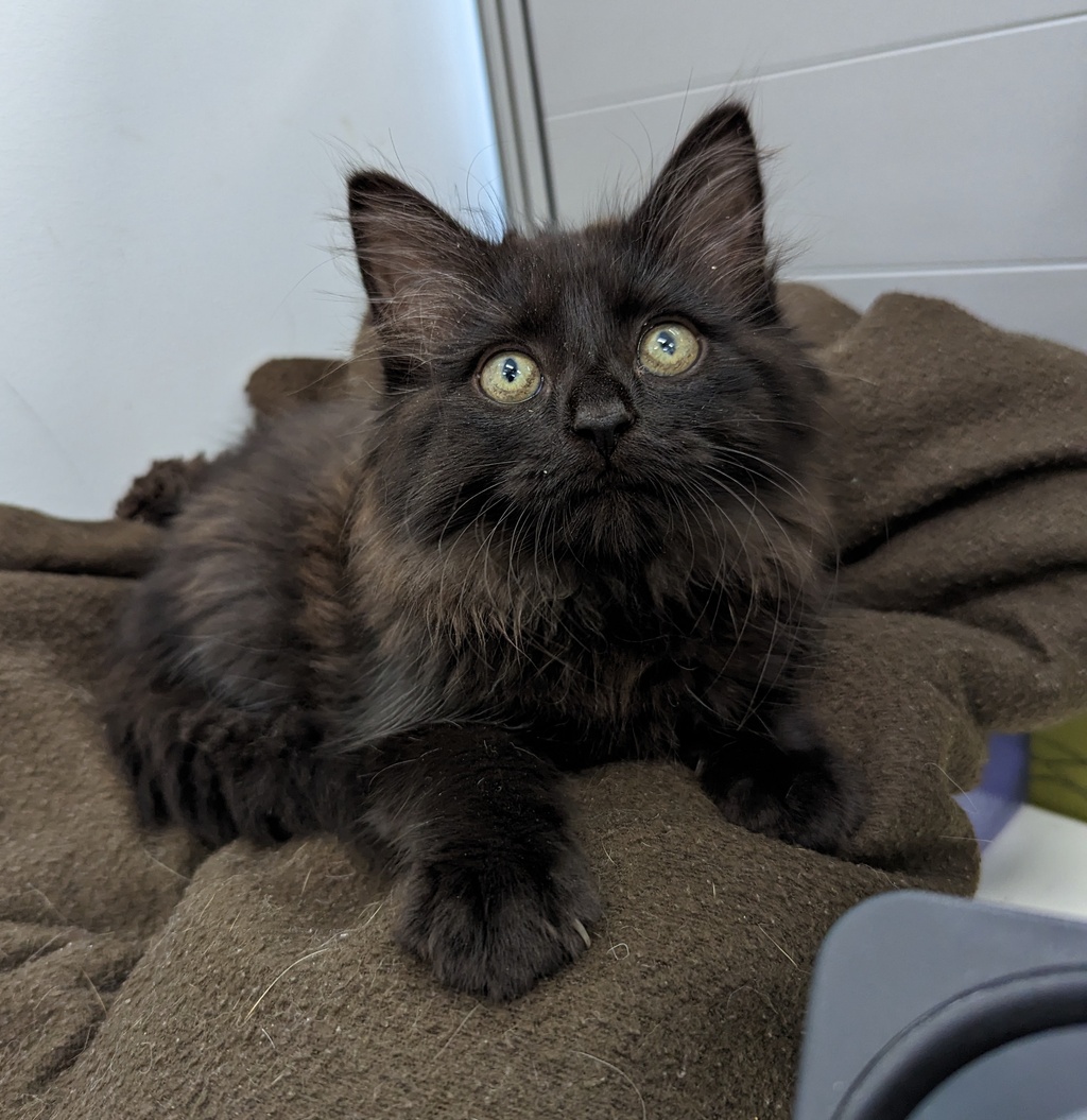 Cipher - Female Domestic Medium Hair Mix Cat in QLD - PetRescue