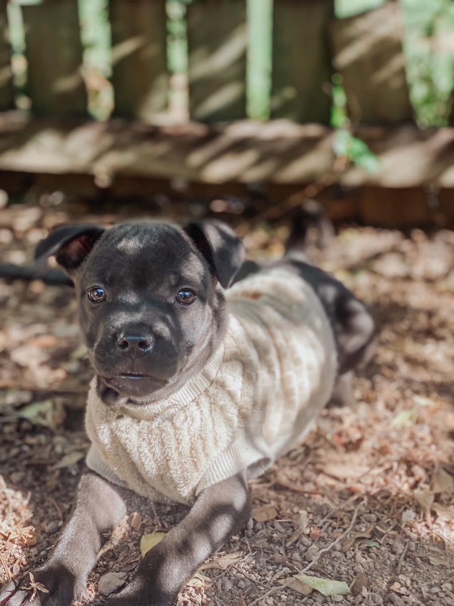 Ellie - Large Female Staffy x Pointer Mix Dog in QLD - PetRescue