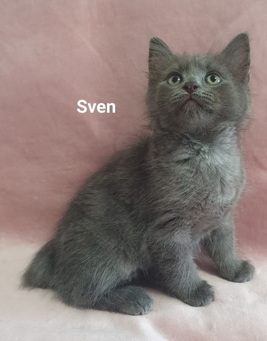 Sven - Male Domestic Medium Hair Cat in QLD - PetRescue