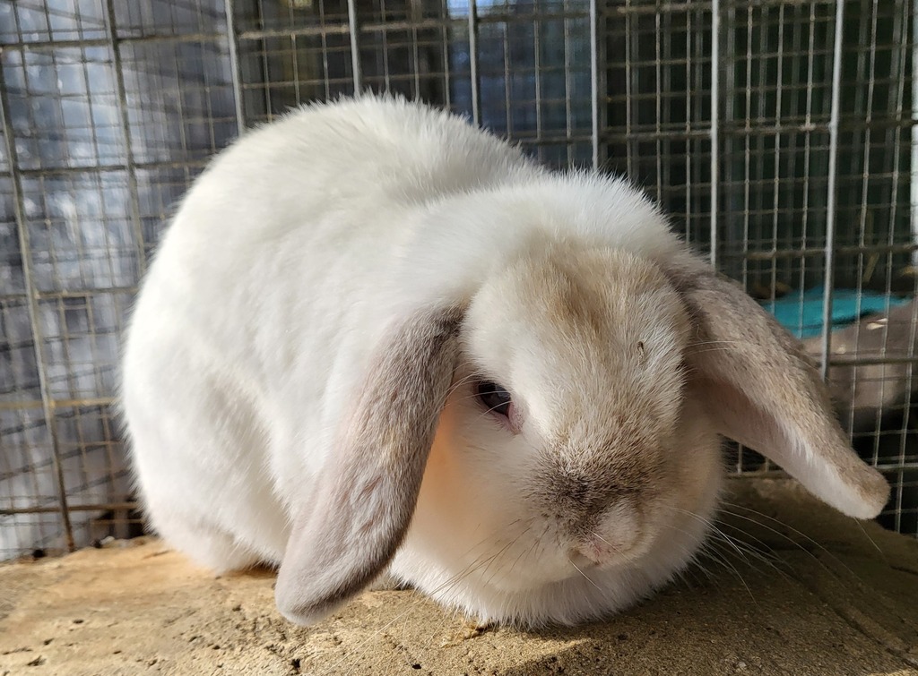 Angel - Female Mini Lop Mix Rabbit in ACT - PetRescue
