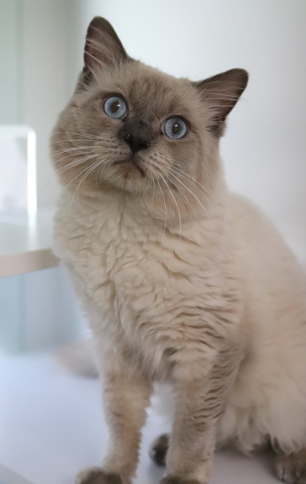 Tiny Teddy - Male Ragdoll Mix Cat in QLD - PetRescue