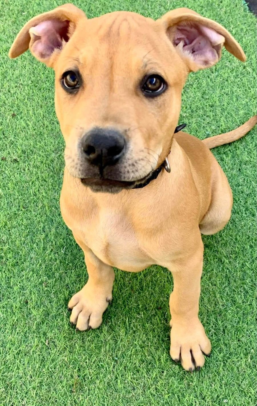 Sheldon - Large Male Staffordshire Bull Terrier x Pointer Mix Dog in ...