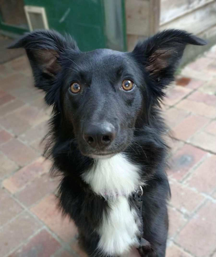 Tilly - Medium Female Border Collie x Kelpie Mix Dog in VIC - PetRescue