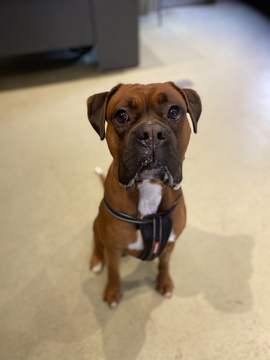 Tank - Large Male Boxer Dog in VIC - PetRescue