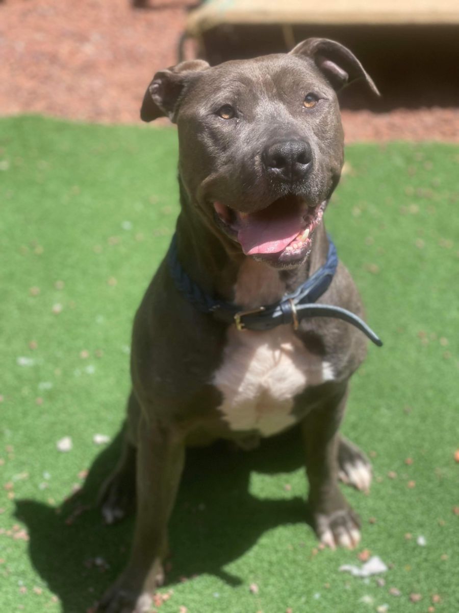Cherokee - Medium Male Staffordshire Bull Terrier Mix Dog in VIC ...